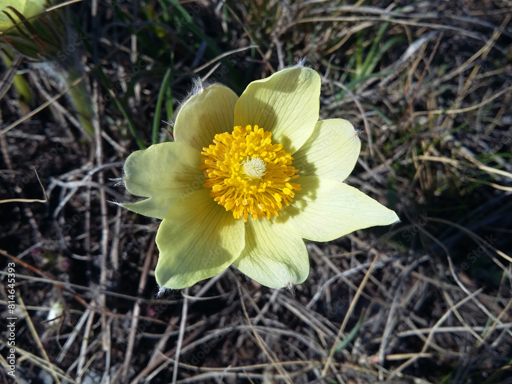Pasque flower (Pulsatilla grandis) or prairie crocus in May Day. Pasque ...
