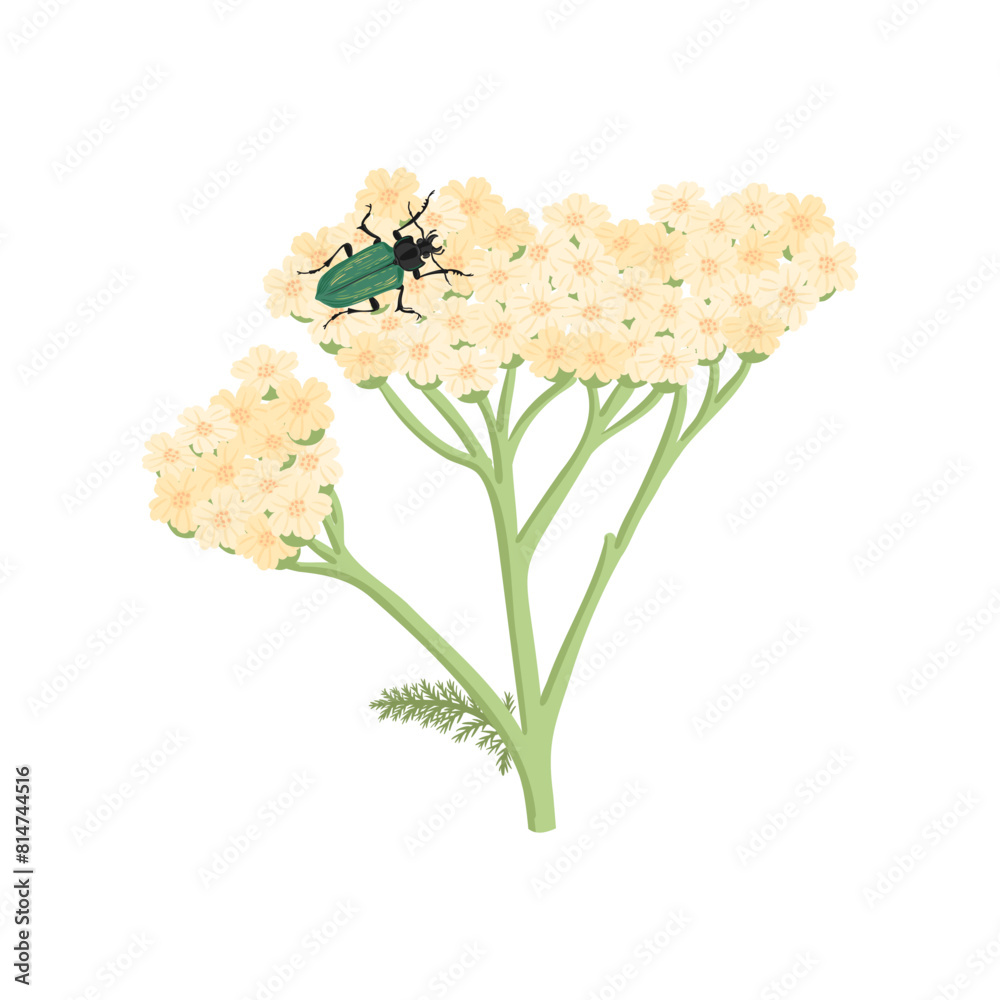 flower of yarrow and green beetle, Achillea millefolium, vector drawing ...