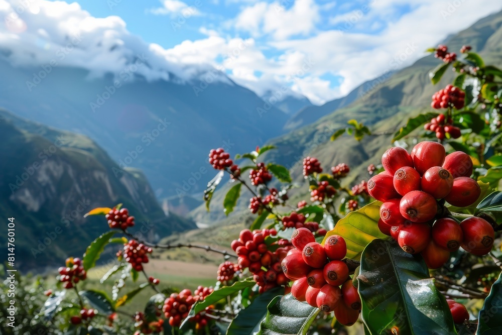 Coffee plant with red coffee beans on a tree in the mountains, closeup ...