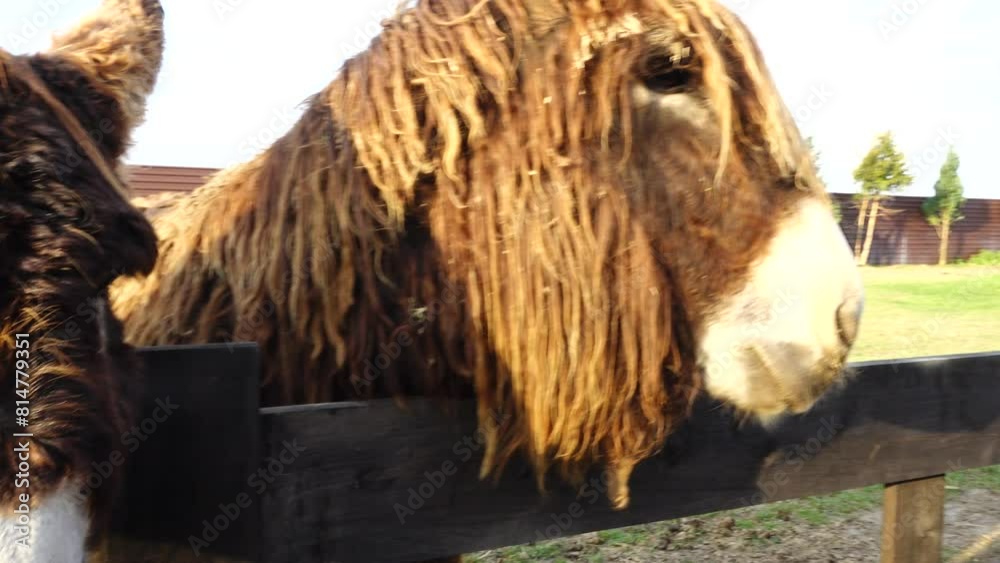 donkey or ass (Equus africanus asinus) is a domesticated member of the ...