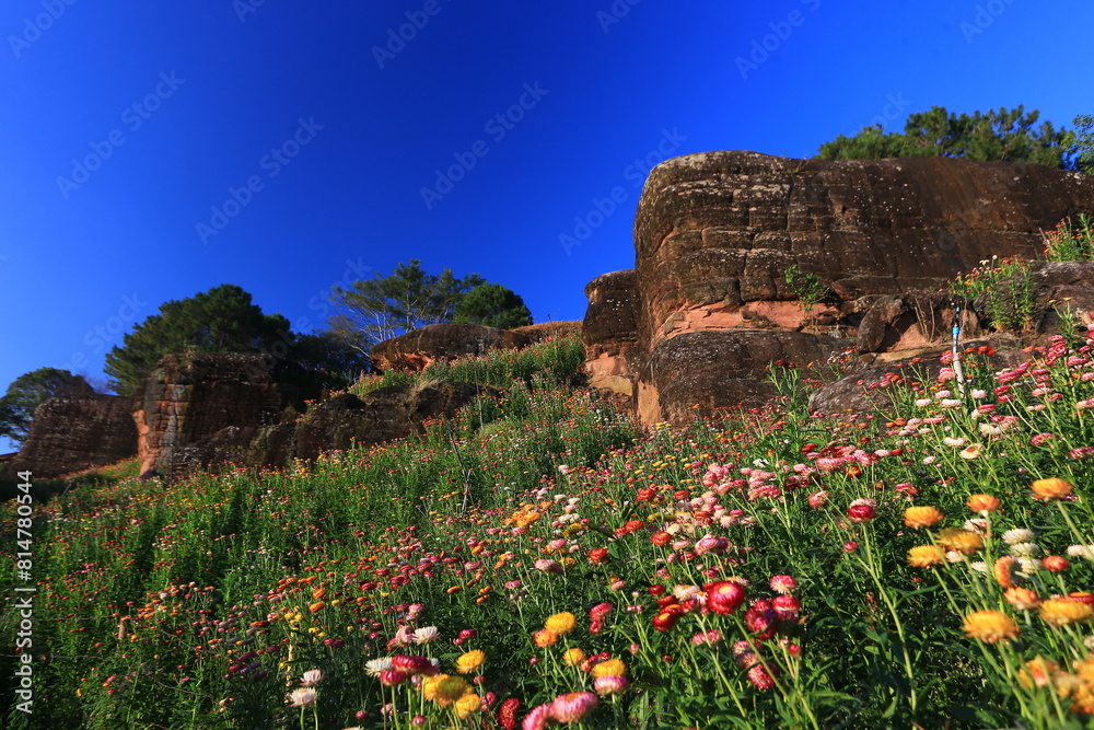 Everlasting daisies are in full bloom at the flower field at the Phu ...