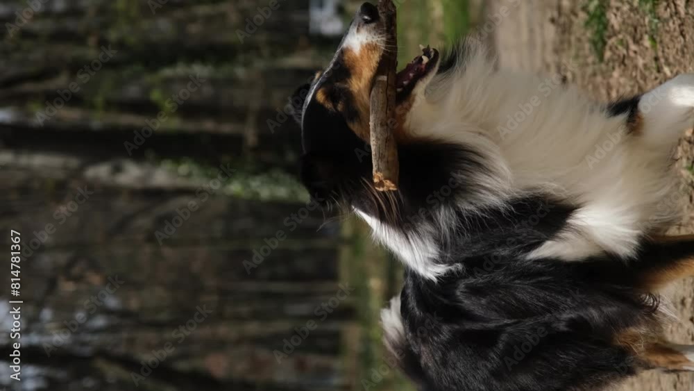 Black Tricolor Rough Collie walks outside in spring park and plays with ...