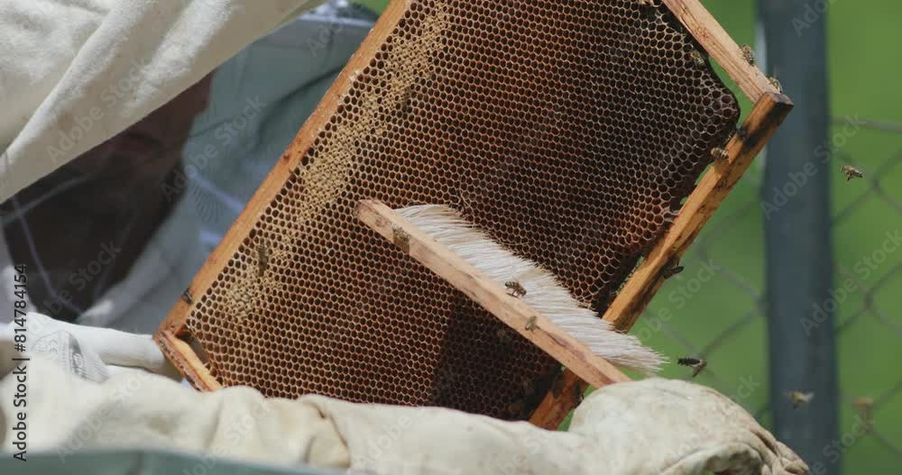 Beekeepers in bee suits using a little broom to brush western honey ...