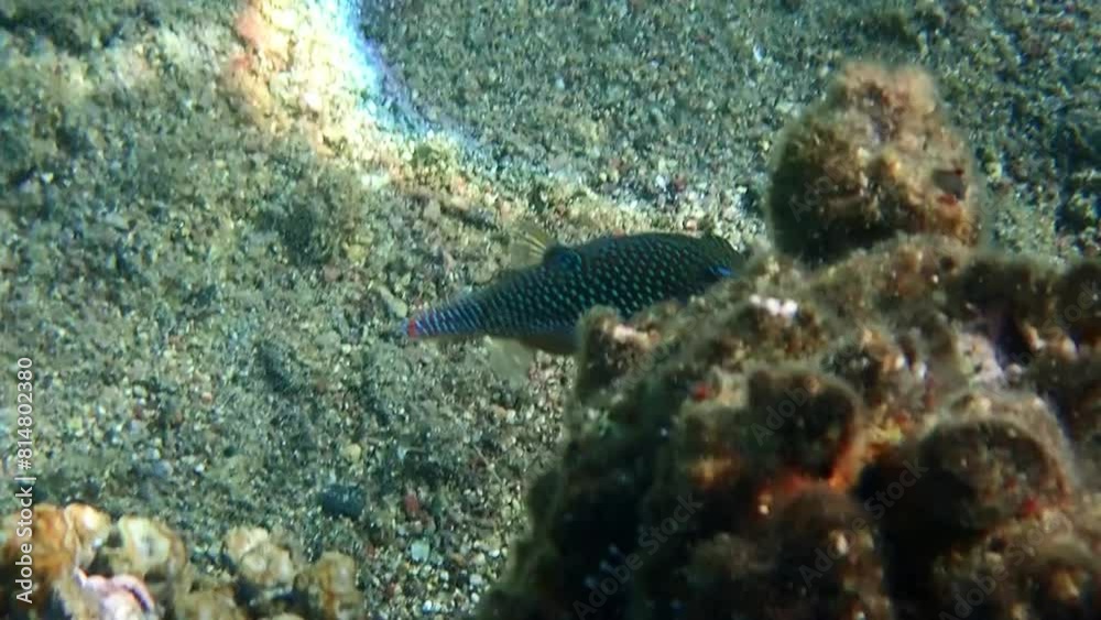 Pearl Toby coral fish, scientific name is Canthigaster margaritata. It ...