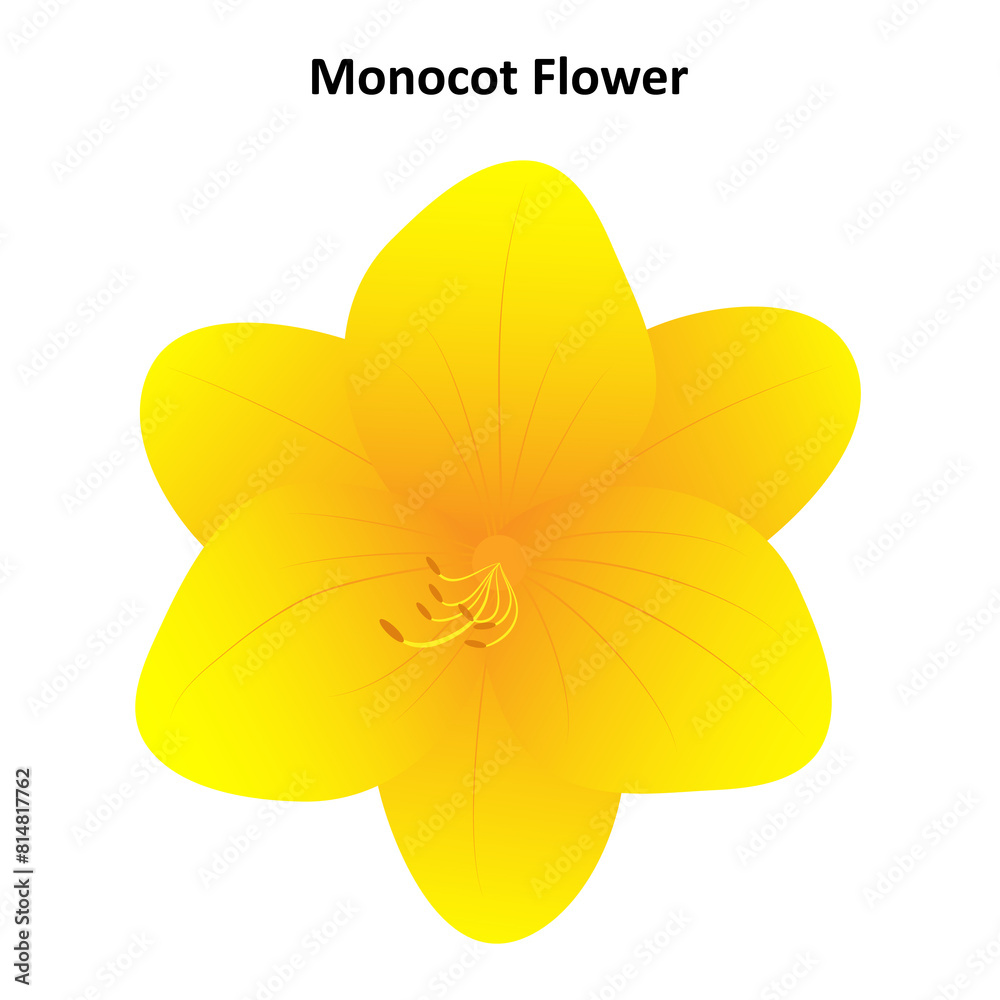 Monocot flower. The structure of a daylily flower. Diagram. Stock ...