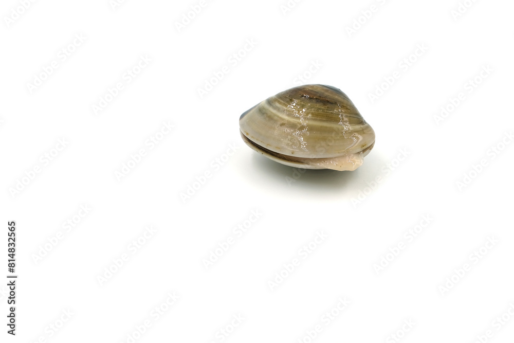 Closed up fresh baby clams, venus shell, shellfish, carpet clams, short ...