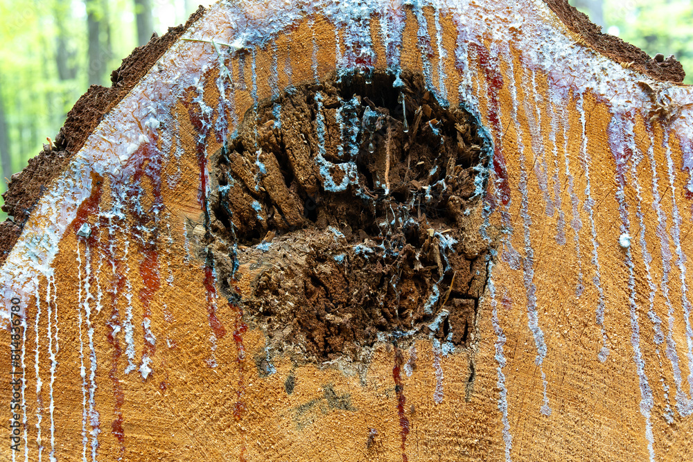 cross section of huge pine tree with sap running down decay in center ...