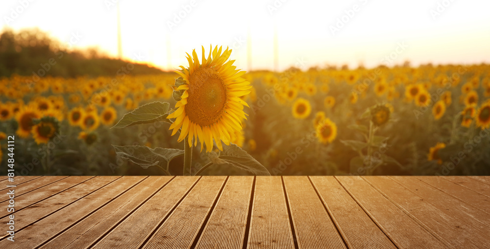 Sunflower field and empty wooden table at sunrise, banner design Stock ...
