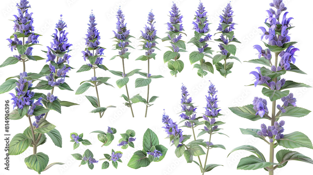 Healing Collection: Vibrant Self-Heal Medicinal Herb Set, Isolated on ...