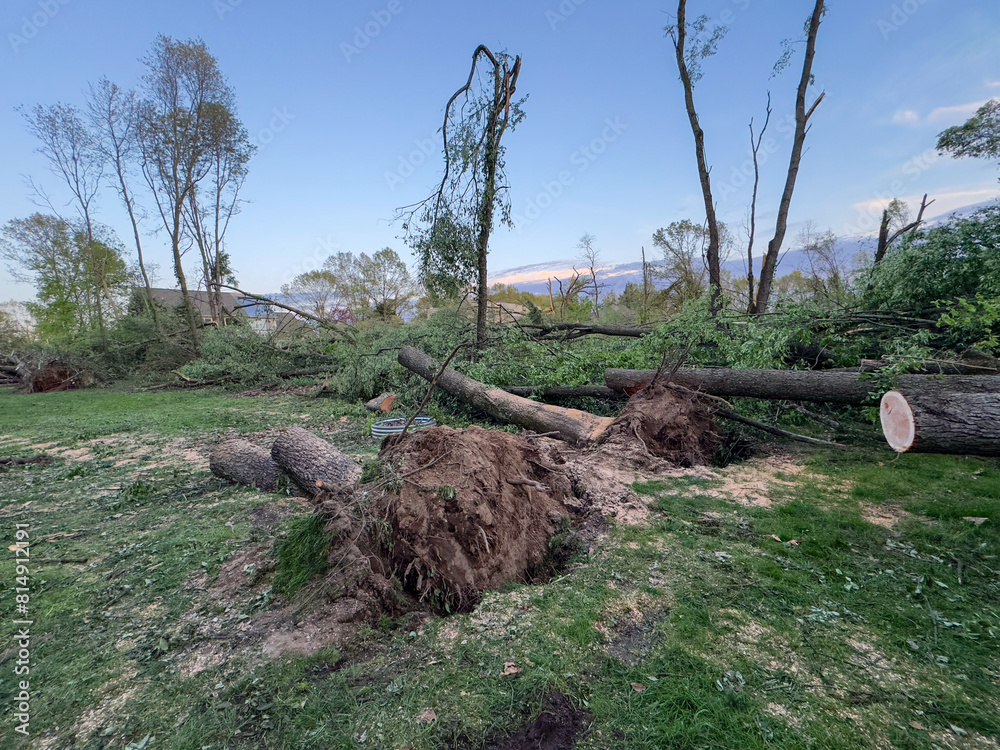 Fallen Trees in backyard from Tornado in Michigan Stock Photo | Adobe Stock