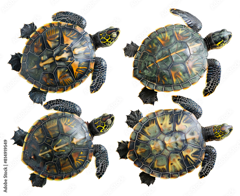 Artistic turtles with unique shell designs isolated on transparent ...