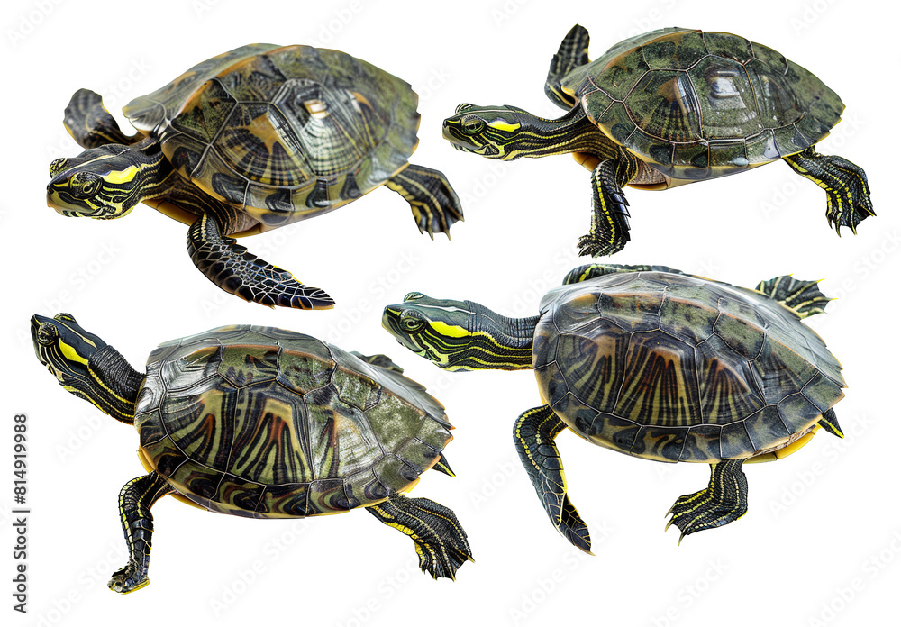 Artistic turtles with unique shell designs isolated on transparent ...