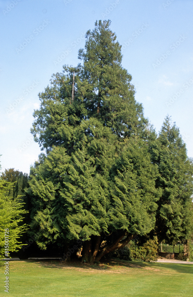 Thuja plicata, Thuya géant Stock Photo | Adobe Stock