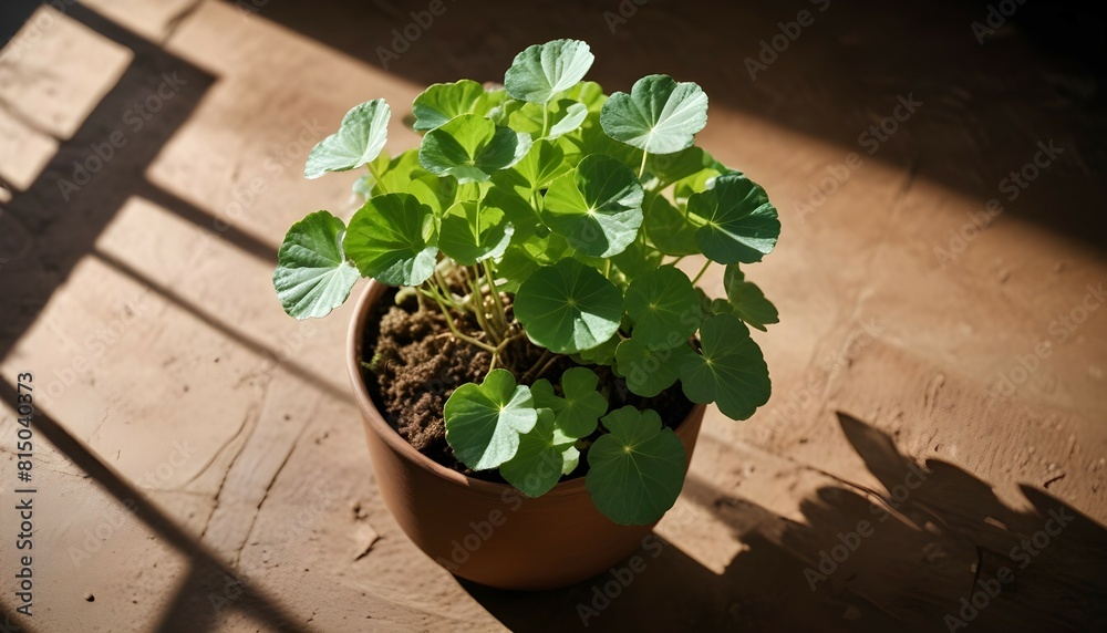 High angle front view of centella asiatica plant decorated with ...