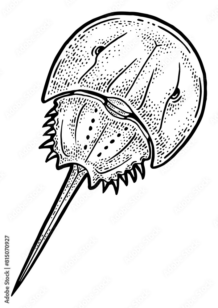Xiphosura horseshoe crab sketch engraving PNG illustration. T-shirt ...