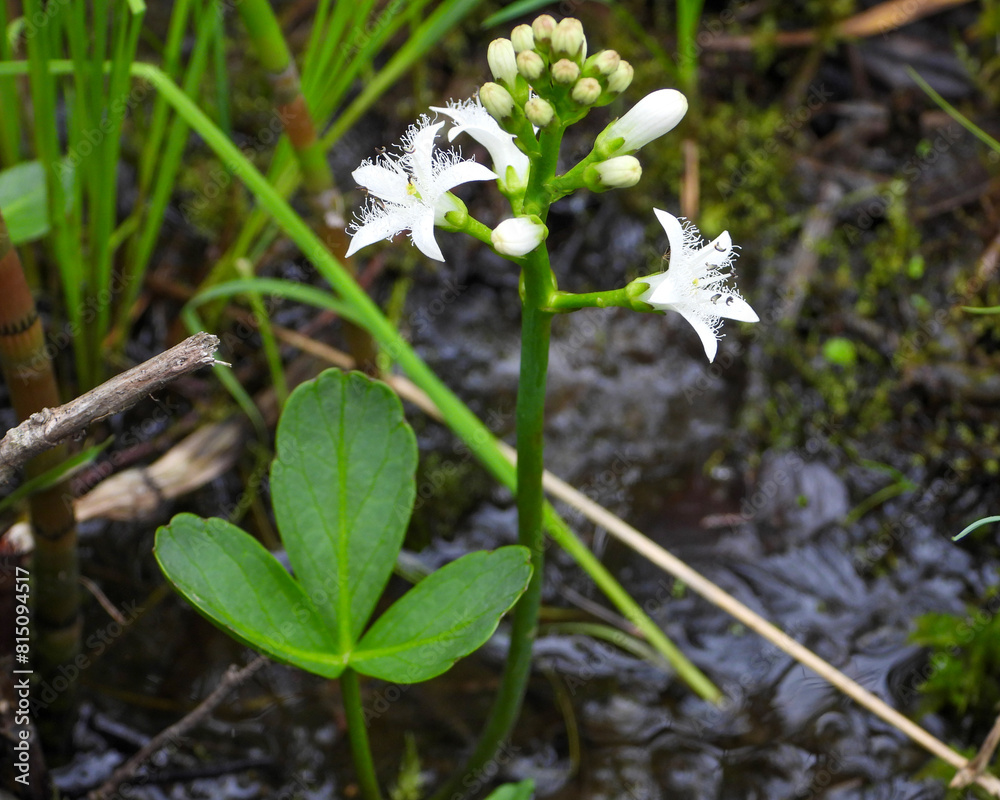 Menyanthes trifoliata Bog Buckbean Native North American Wetland ...