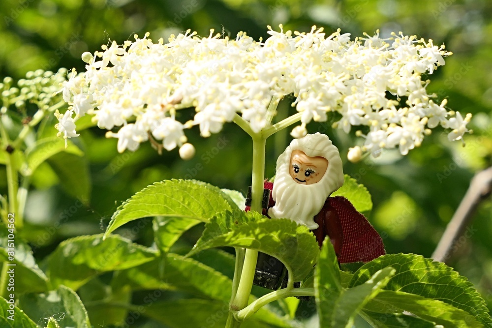 LEGO Hobit figure of dwarf Balin adoring spring white flower cluster of ...