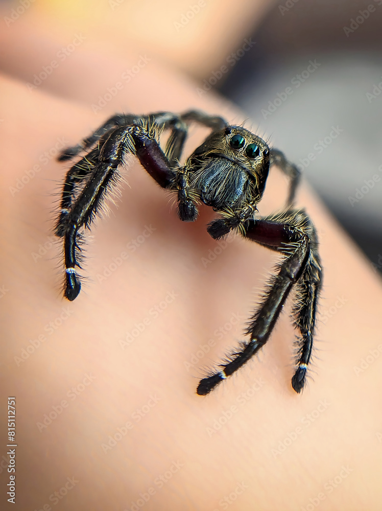 Hyllus diardi jumping spider family Salticidae, jump spider. Hyllus diardi male spiders, animal ...
