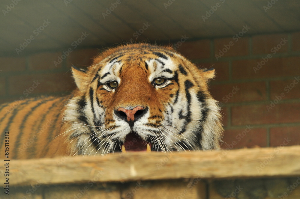 Animals - traditionally (since Aristotle) distinguished category of ...