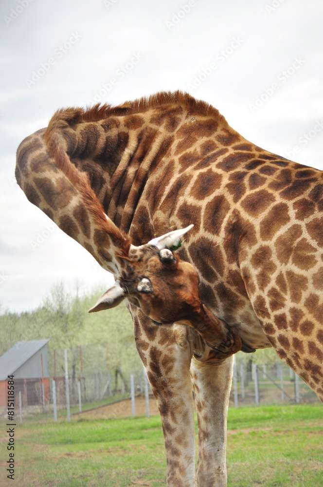 Animals - traditionally (since Aristotle) distinguished category of ...