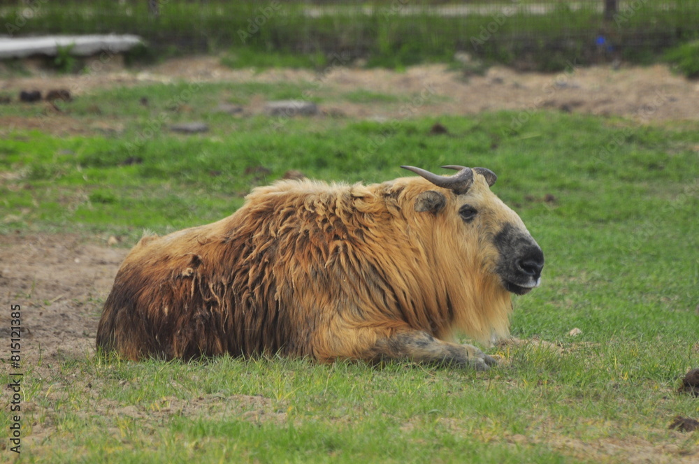 Animals - traditionally (since Aristotle) distinguished category of ...