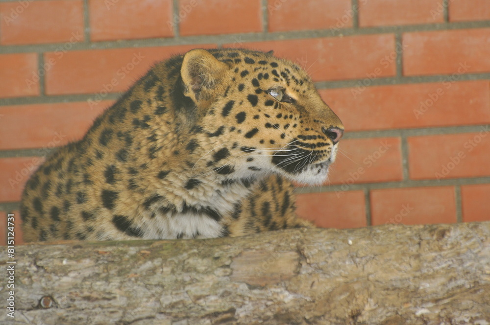 Animals - traditionally (since Aristotle) distinguished category of ...