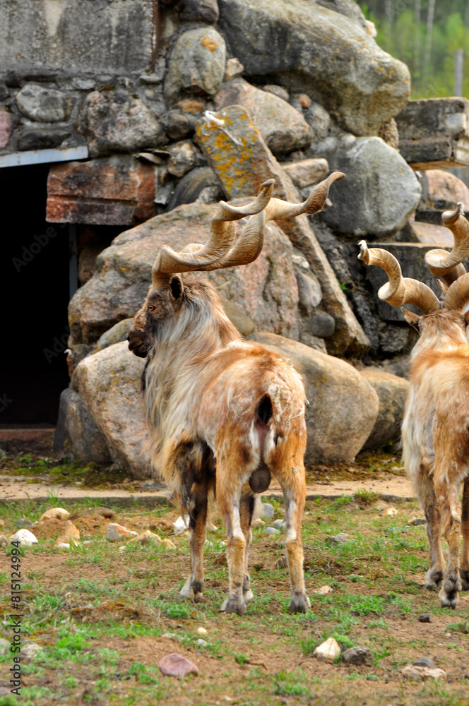 Animals - traditionally (since Aristotle) distinguished category of ...