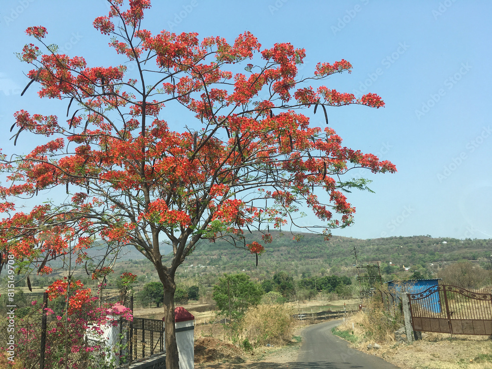 A Royal poinciana - Delonix regia ( Gulmohar Tree ) in full bloom in ...