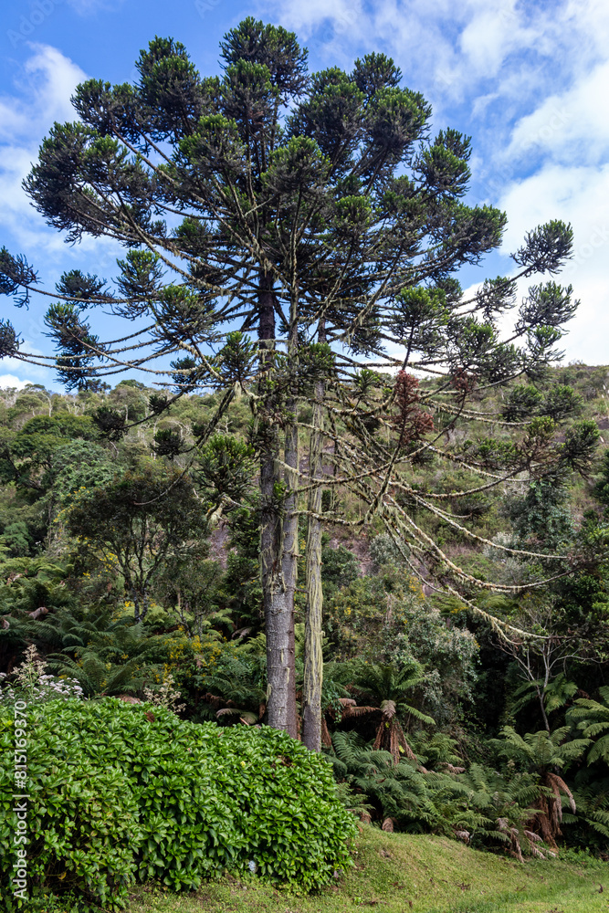 árvore araucária típica da serra do sul do Brasil pinhão Stock Photo ...