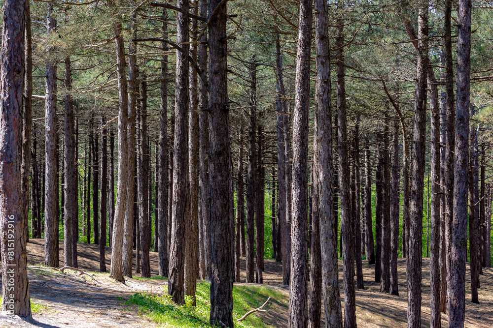 Spring landscape with pine trees trunk in the forest with green grass ...