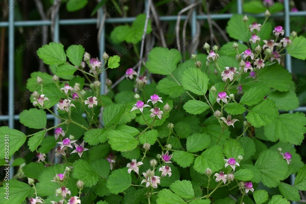 Native raspberry ( Rubus parvifolius ) flowers. Rosaceae deciduous ...