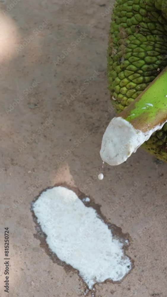 White liquid flows out of jackfruit Picking Jackfruit from a tree man ...