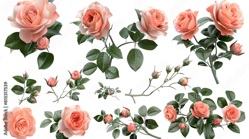 Beautifully crafted set of shrub rose cut-outs, perfect for digital art ...