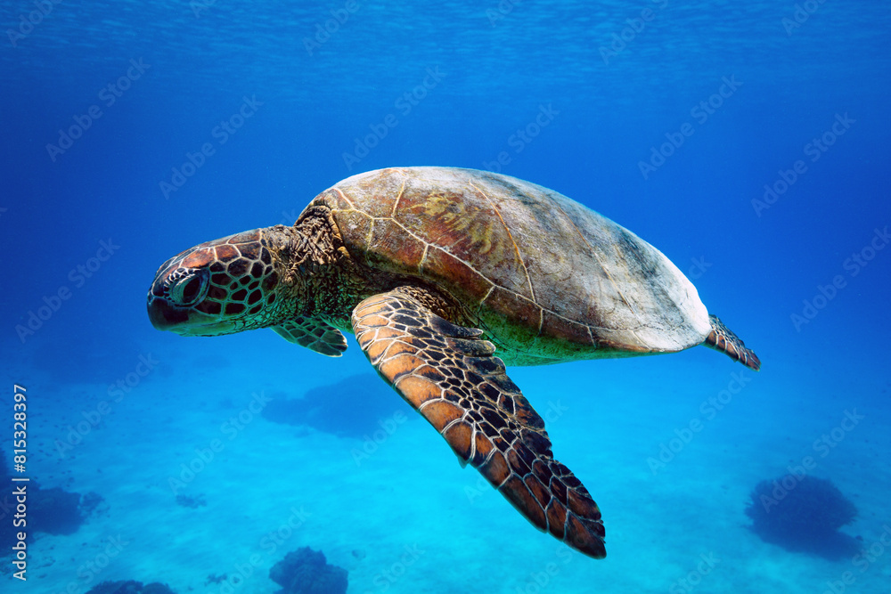 Beautiful green sea turtle swimming in azure blue waters of a tropical ...