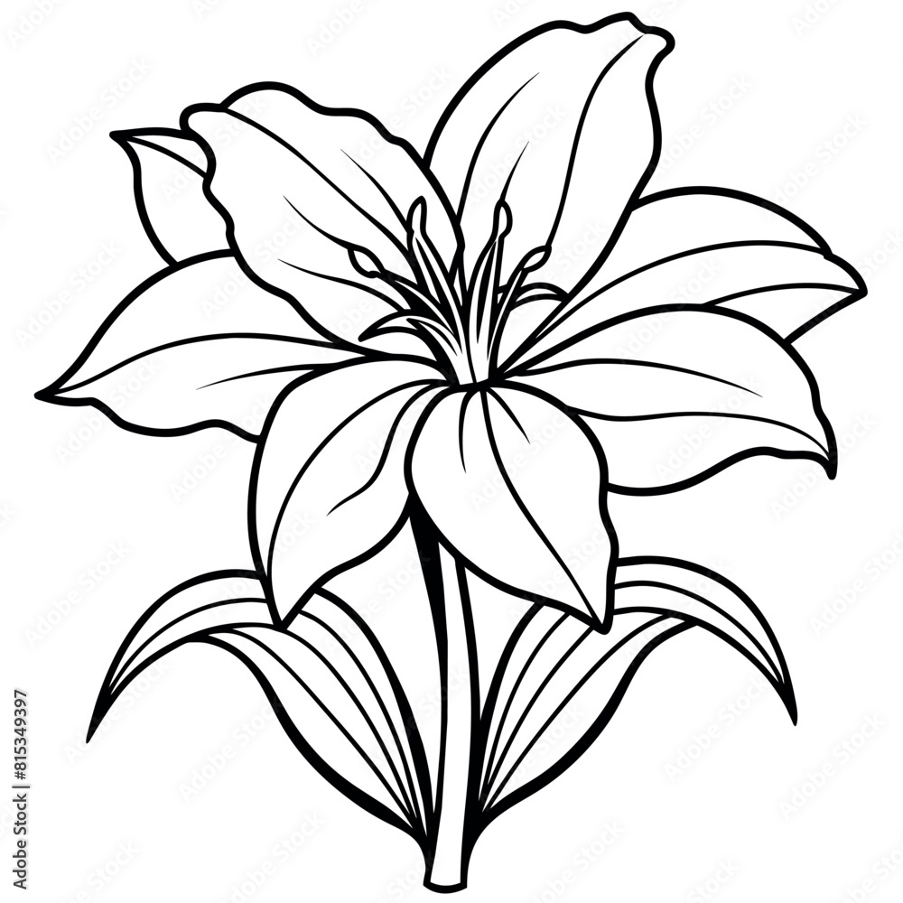 Amaryllis Flower outline illustration coloring book page design ...