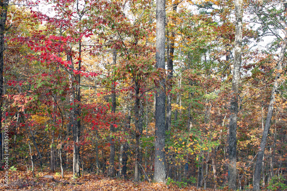 Autumn color in the forest along Ozark Run Scenic Byway in Missouri ...