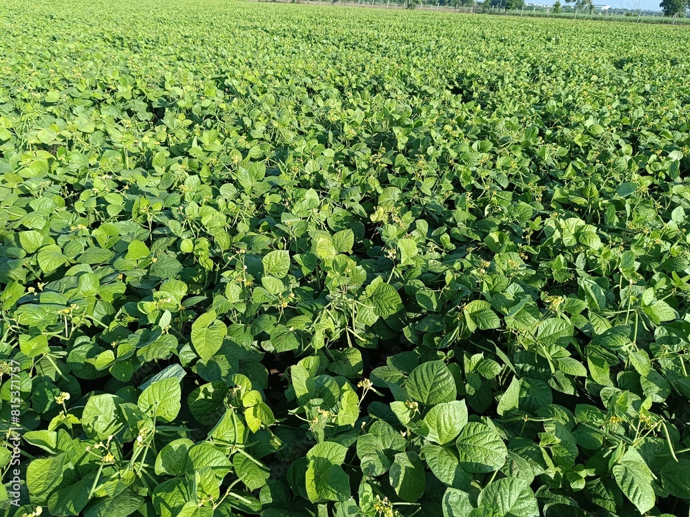 Green Mung bean crop close up in agriculture field, Mung bean green ...