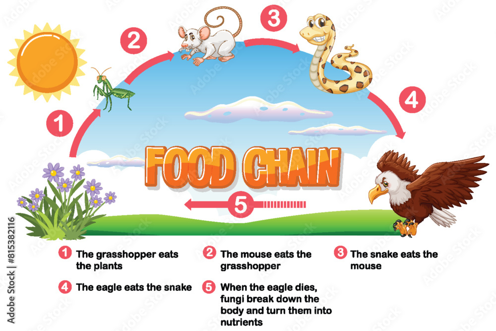 Poster Depicts the food chain with animals and plants – Muurposter ...