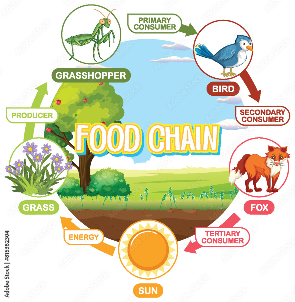 Depicts a simple food chain cycle Stock Vector | Adobe Stock