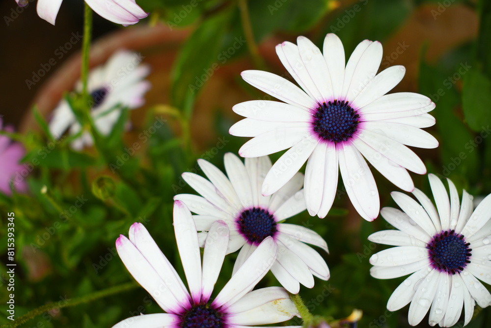 White Cape marguerite Daisy flower closeup, a floral display of white ...