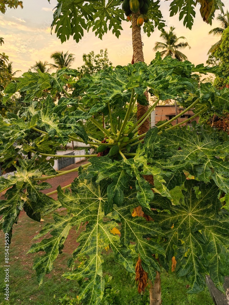 Papaya is high in fiber and water content, which help prevent ...