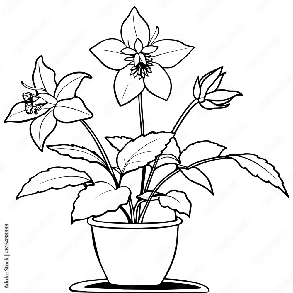 Columbine flower outline illustration coloring book page design ...