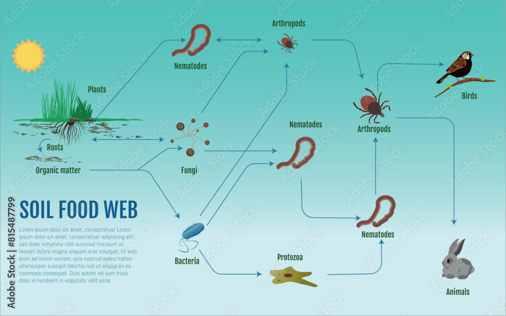 Infographic: Soil food web. Plants, insects, bacteria and fungi form a ...