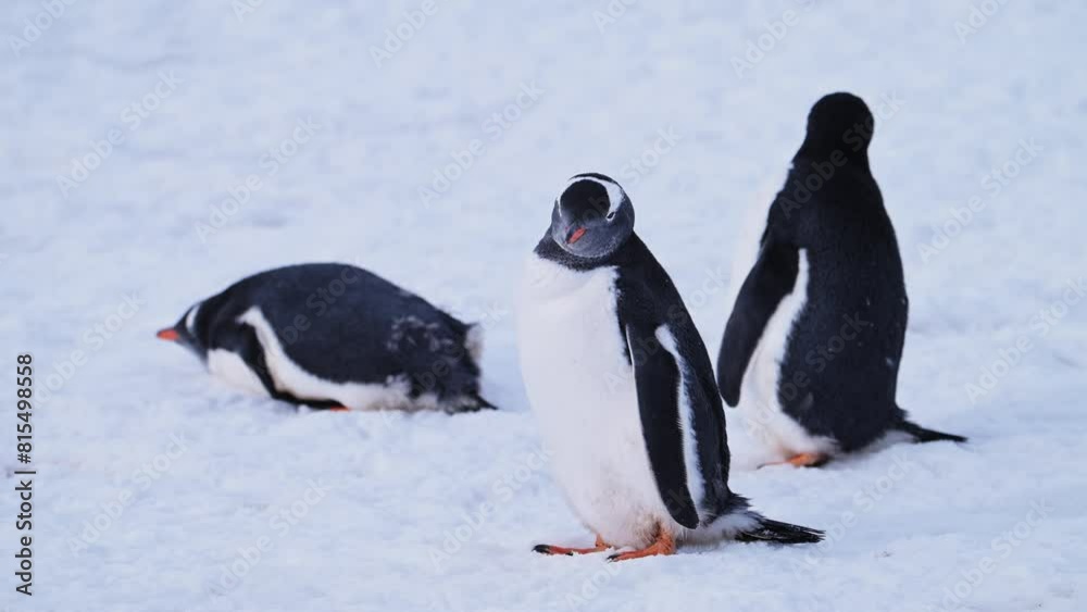 Penguins Cleaning and Pruning Feathers in Antarctica, Gentoo Penguins ...