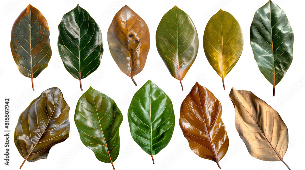Set of magnolia leaves, featuring their glossy, leathery texture and ...