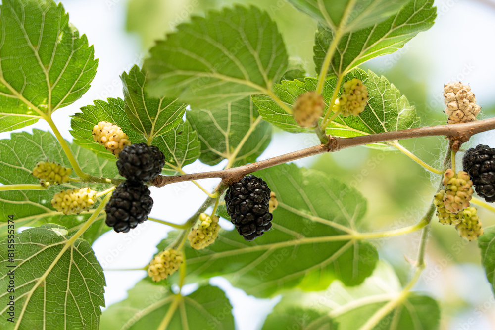 Mulberry tree with ripe morus fruit outdoor. mulberries on the branch ...