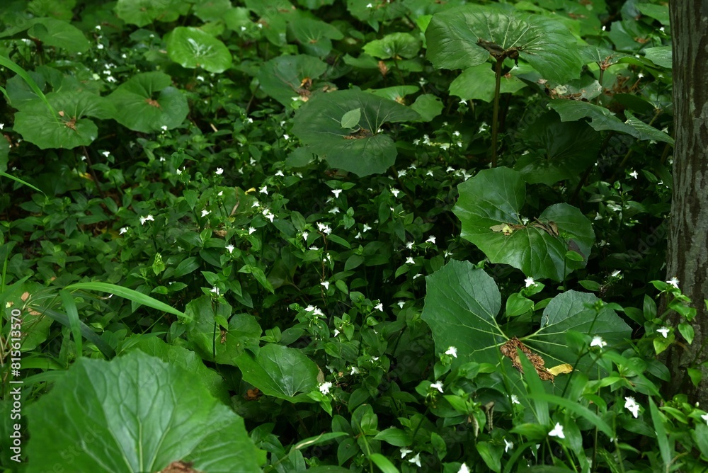 Tradescantia fluminensis ( Wandering jew ) flowers. Commelinaceae ...