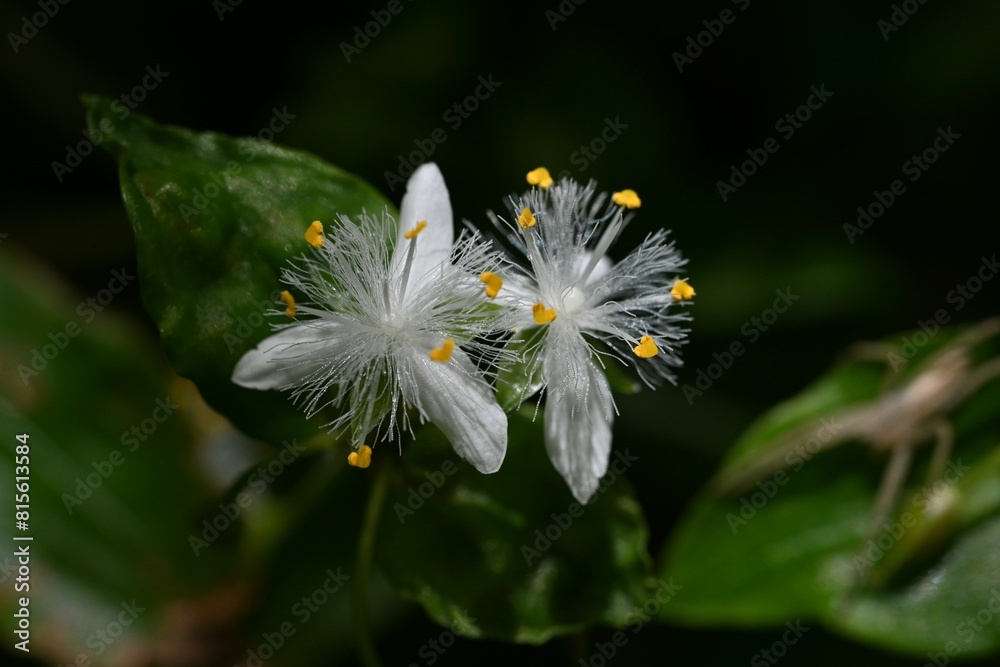 Tradescantia fluminensis ( Wandering jew ) flowers. Commelinaceae ...