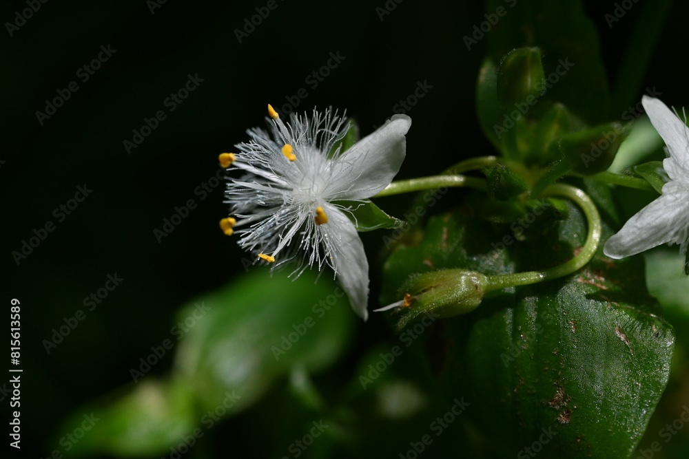 Tradescantia fluminensis ( Wandering jew ) flowers. Commelinaceae ...