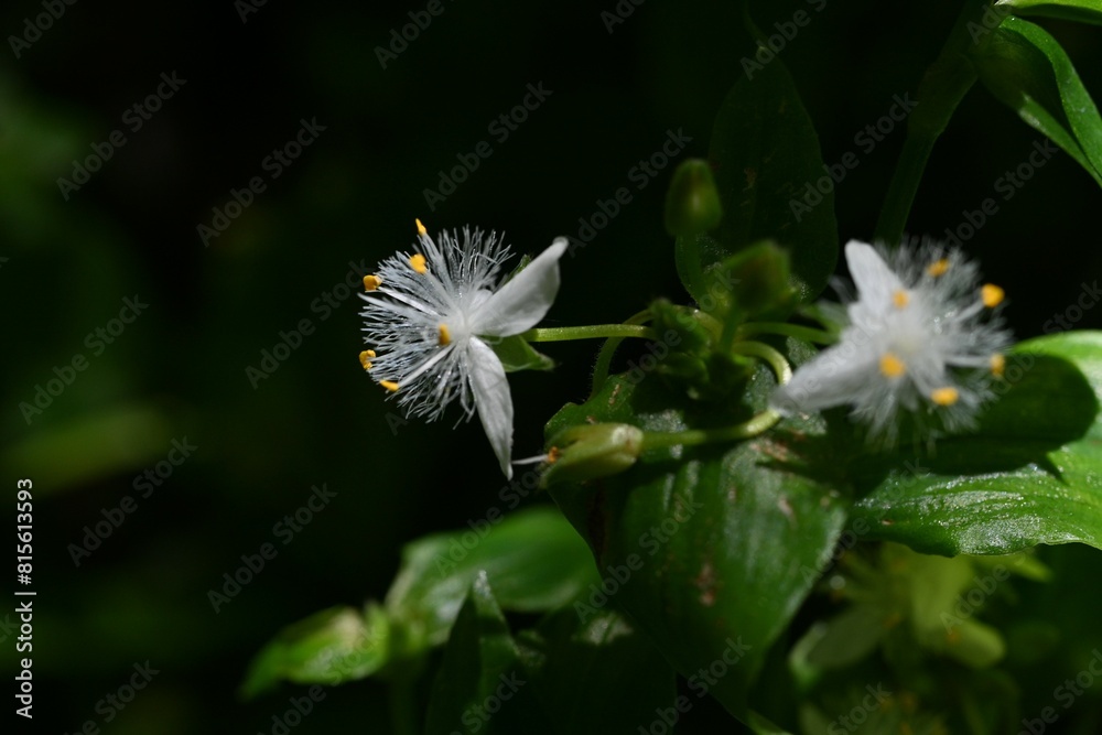Tradescantia fluminensis ( Wandering jew ) flowers. Commelinaceae ...